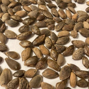 Chirr Pine Tree Seeds (PINUS ROXBURGHII) (longleaf Indian Pine) - Etsy