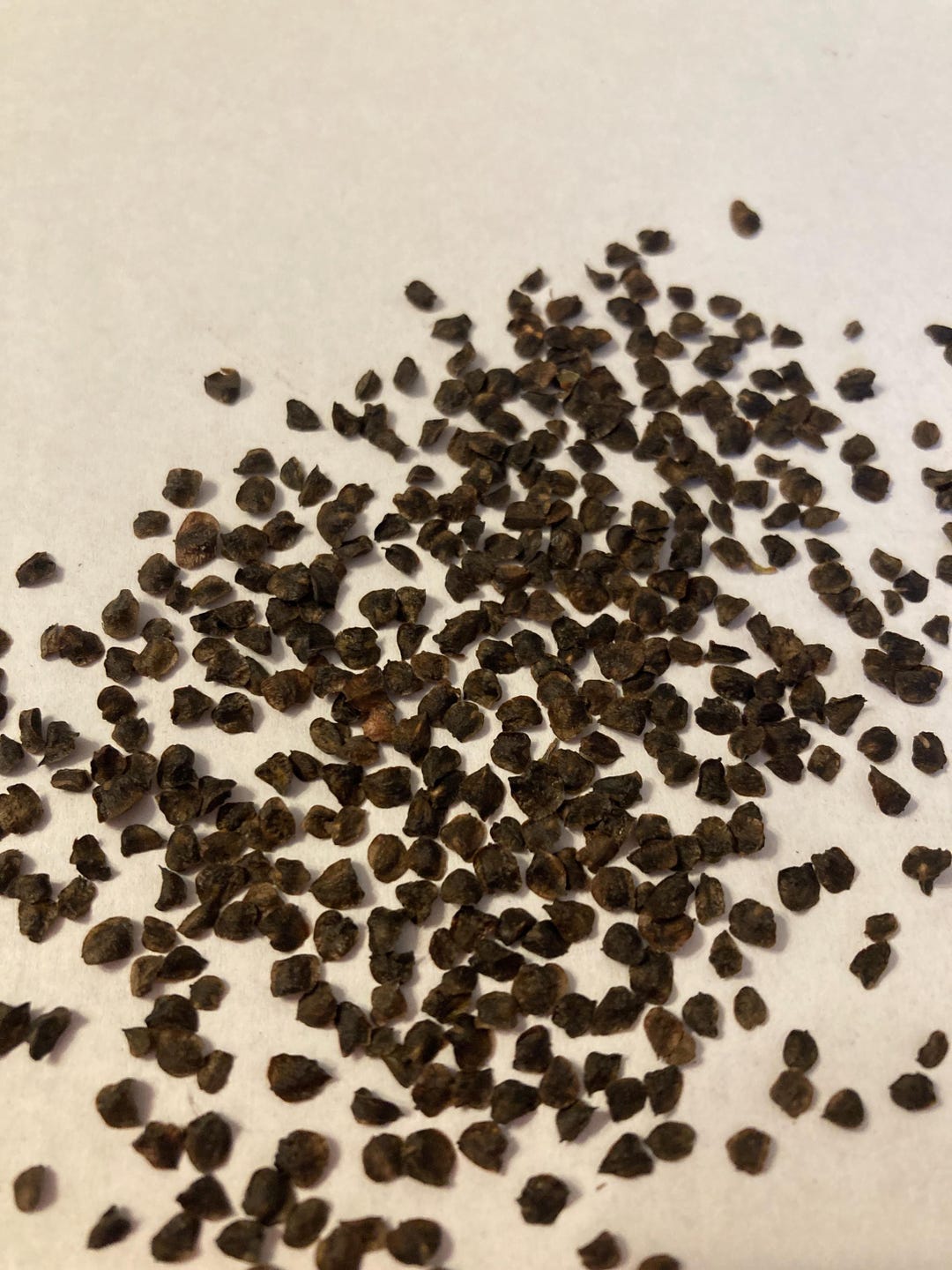 Mendocino Cypress Tree Seeds (CUPRESSUS PYGMAEA) - Etsy