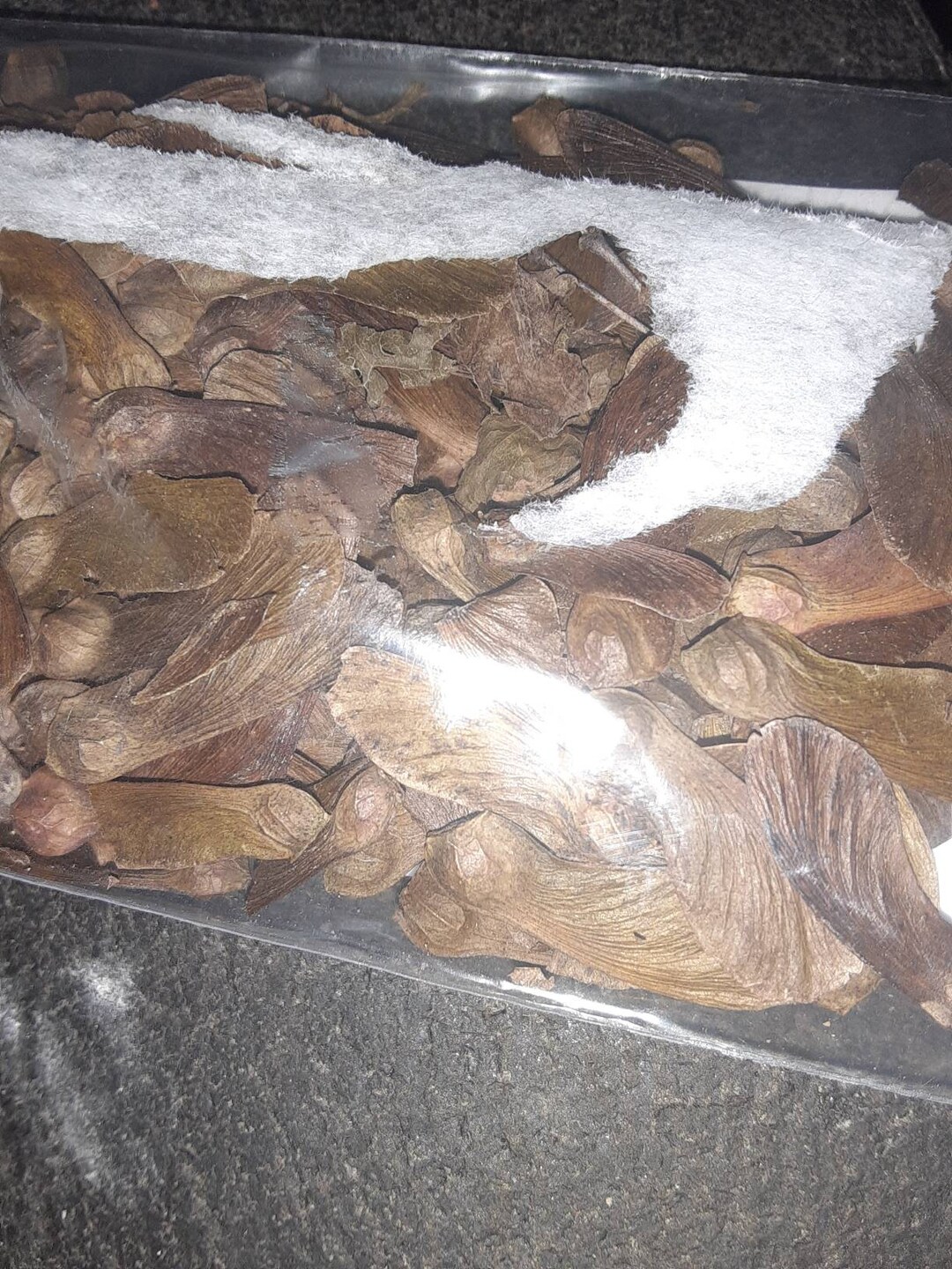 Oshiu Beni Japanese Maple Tree Seeds acer Palmatum Atropurpureum Oshiu ...