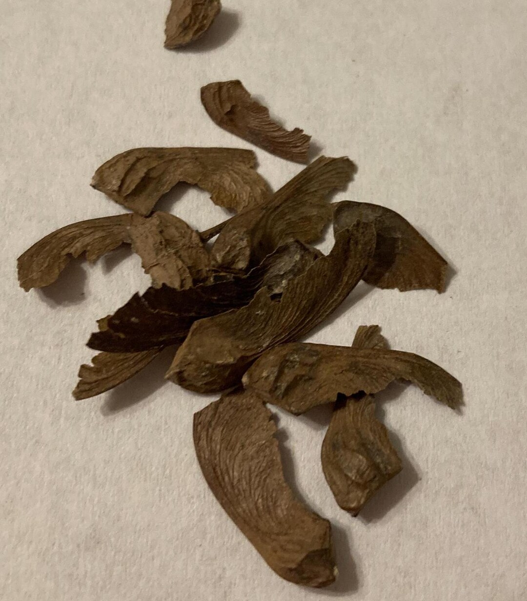 Hogyoku Japanese Maple Tree Seeds ACER PALMATUM Hogyoku - Etsy