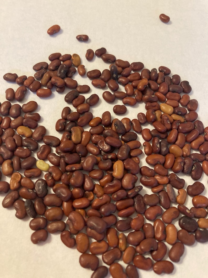 Vegetable Hummingbird Tree Seeds (SESBANIA GRANDIFLORA) (agati) - Etsy