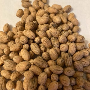 Common Olive Tree Seeds (OLEA EUROPAEA) (european Olive) - Etsy