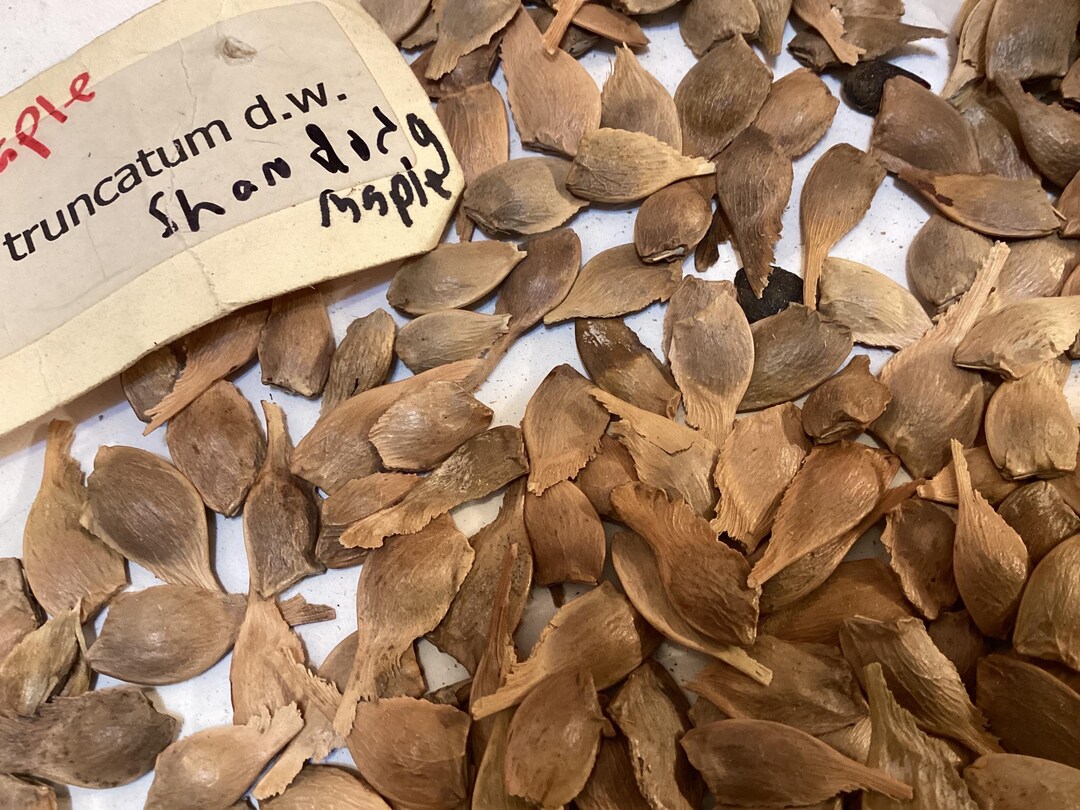 Shandong Maple Tree Seeds (ACER TRUNCATUM) (purpleblow Maple) - Etsy