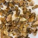 Kihachijo Japanese Maple Tree Seeds (ACER PALMATUM 'kihachijo') - Etsy