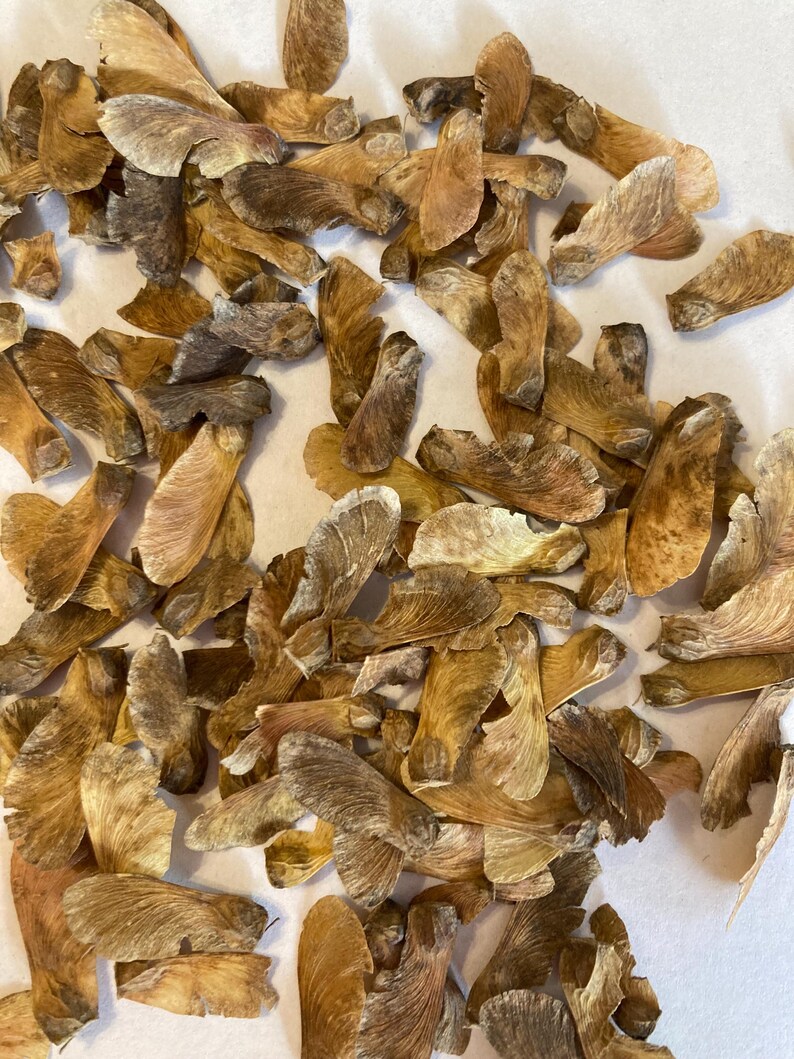 Kihachijo Japanese Maple Tree Seeds (ACER PALMATUM 'kihachijo') - Etsy