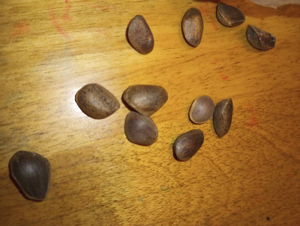 Border Pine Tree Seeds PINUS STROBIFORMUS southwestern - Etsy