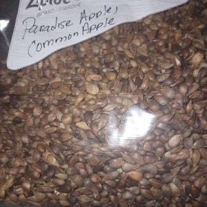 Paradise Apple Tree Seeds malus Pumila common Apple - Etsy
