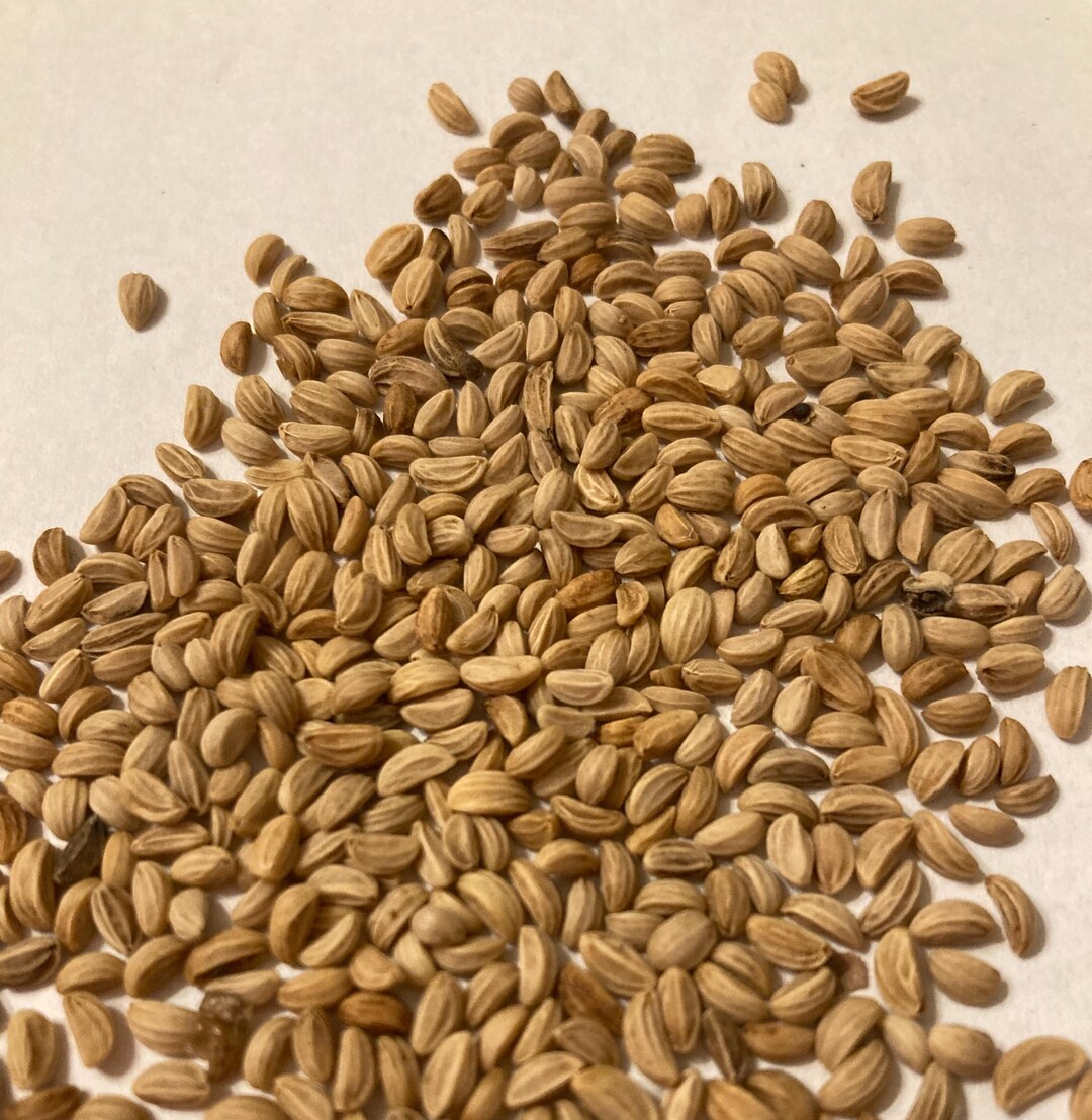 Meadow Holly Tree Seeds (ILEX DECIDUA) (possum Haw, Swamp Holly ...