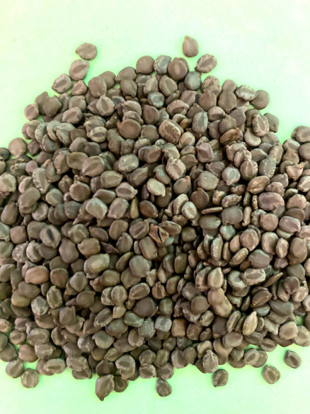 American Senna Tree Seeds (SENNACHEBECARPA) - Etsy