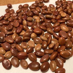 Rainbow Tree Seeds (CASSIA MARGINATA) (pink Shower Tree) - Etsy