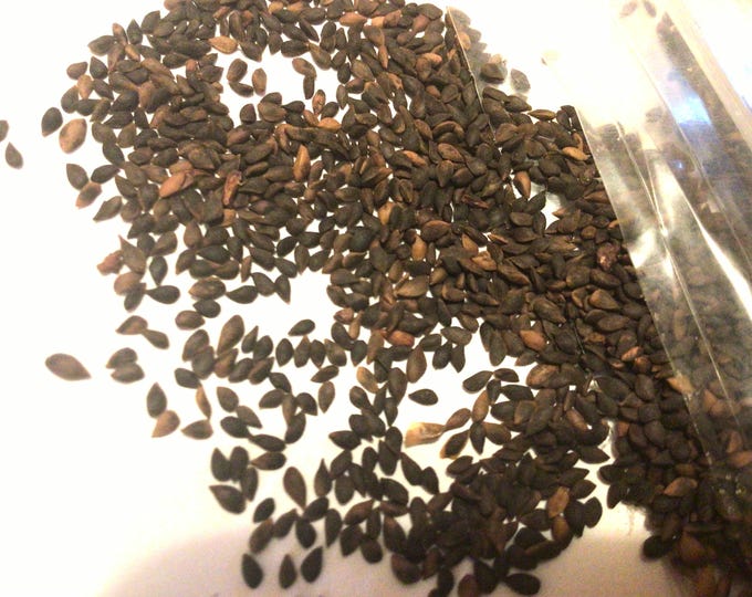 Black Spruce Tree Seeds - Etsy