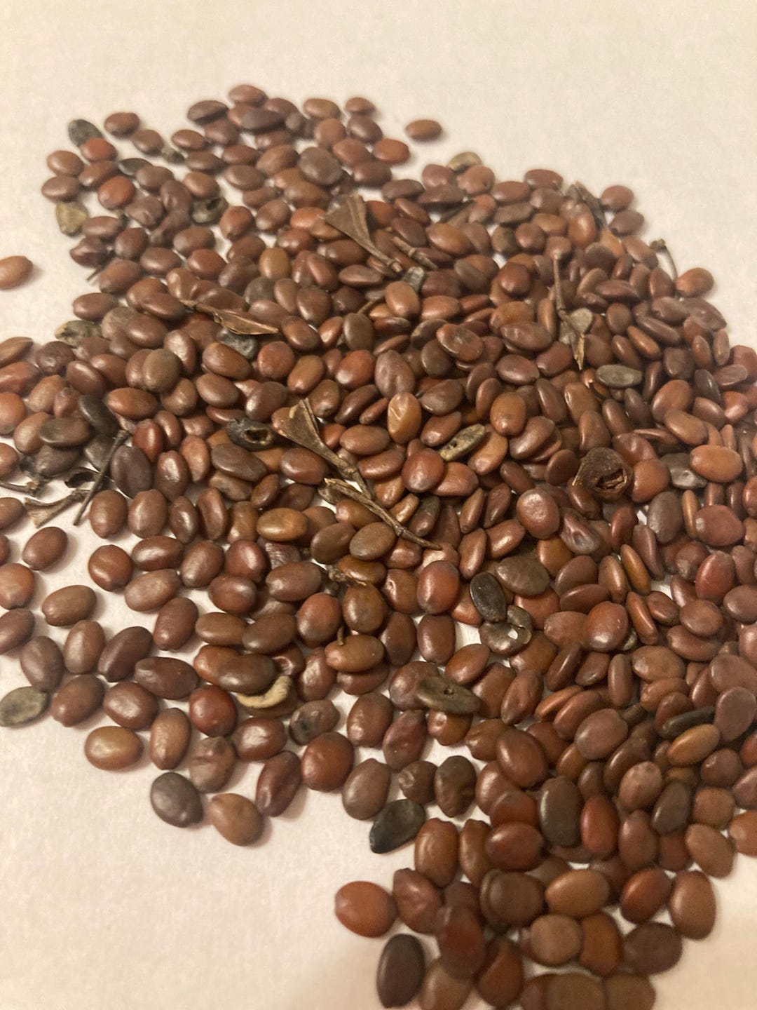 Southern Redbud Tree Seeds (CERCIS CANADENSIS Southern) - Etsy