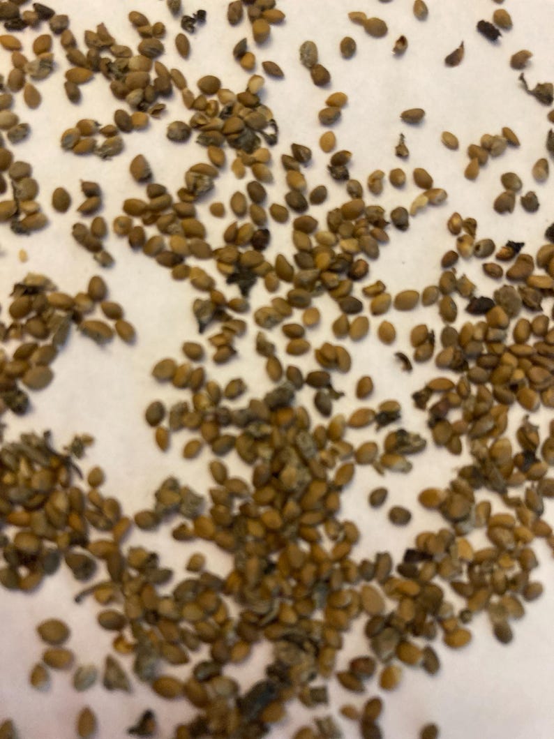 Russian Mulberry Tree Seeds (MORUS ALBA TATARICA) (tatarian White ...