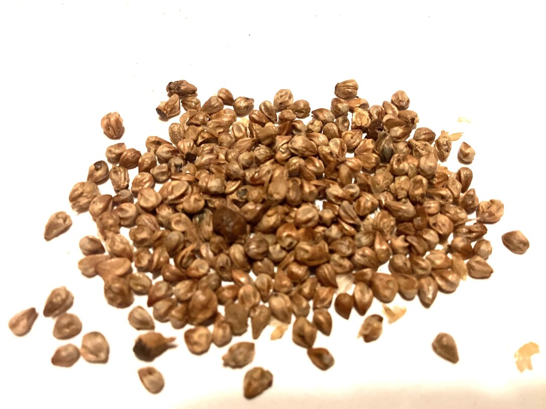 Southern Red Cedar Tree Seeds (JUNIPERUS VIRGINIANA SILICICOLA) - Etsy