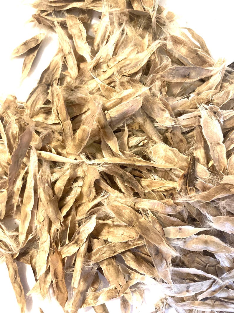 Cigar Tree Seeds (CATALPA BIGNONIOIDES) (southern Catalpa) - Etsy
