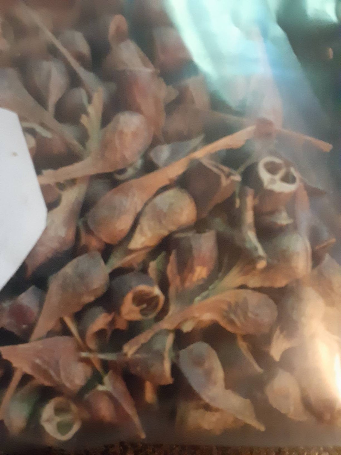 Manchurian Striped Maple Tree Seeds (acer Tegmentosum) - Etsy