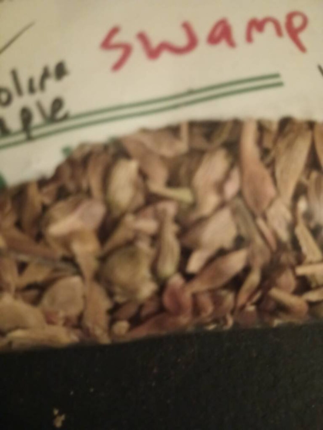 Swamp Maple Tree Seeds acer Rubrum carolina Maple Red - Etsy