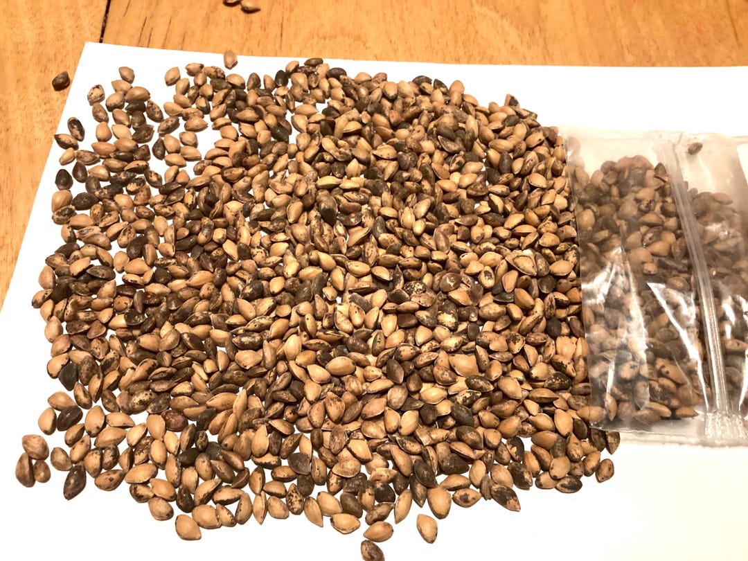 Benguet Pine Tree Seeds (PINUS KESIYA) (khasi Pine) - Etsy