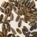 Chilgoza Pine Tree Seeds (PINUS GERARDIANA) - Nepal Nut Pine - Etsy