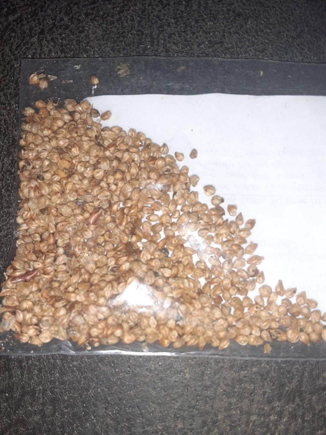 Southern Red Cedar Tree Seeds JUNIPERUS VIRGINIANA SILICICOLA - Etsy