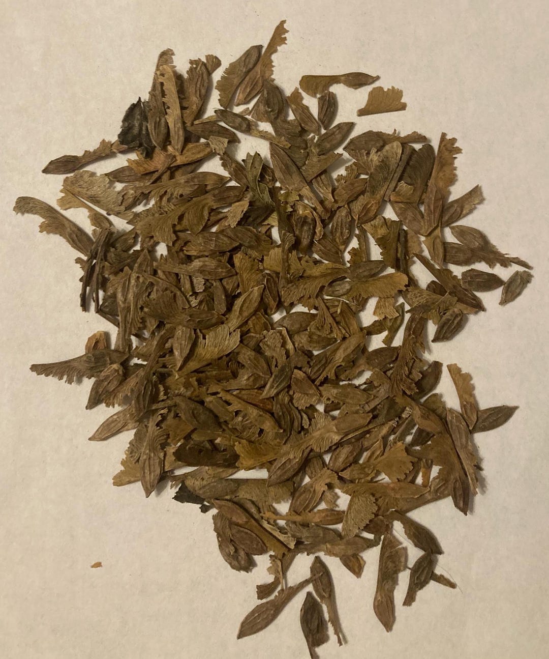 Henry's Maple Tree Seeds (ACER HENRYI) (henry Maple Seeds) - Etsy