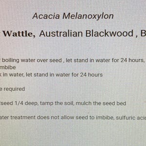 Sally Wattle Tree Seeds (ACACIA MELANOXYLON) - Etsy
