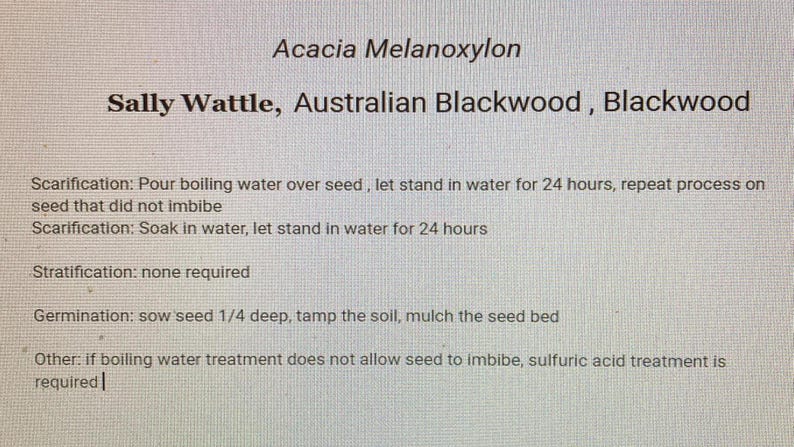 Sally Wattle Tree Seeds (ACACIA MELANOXYLON) - Etsy