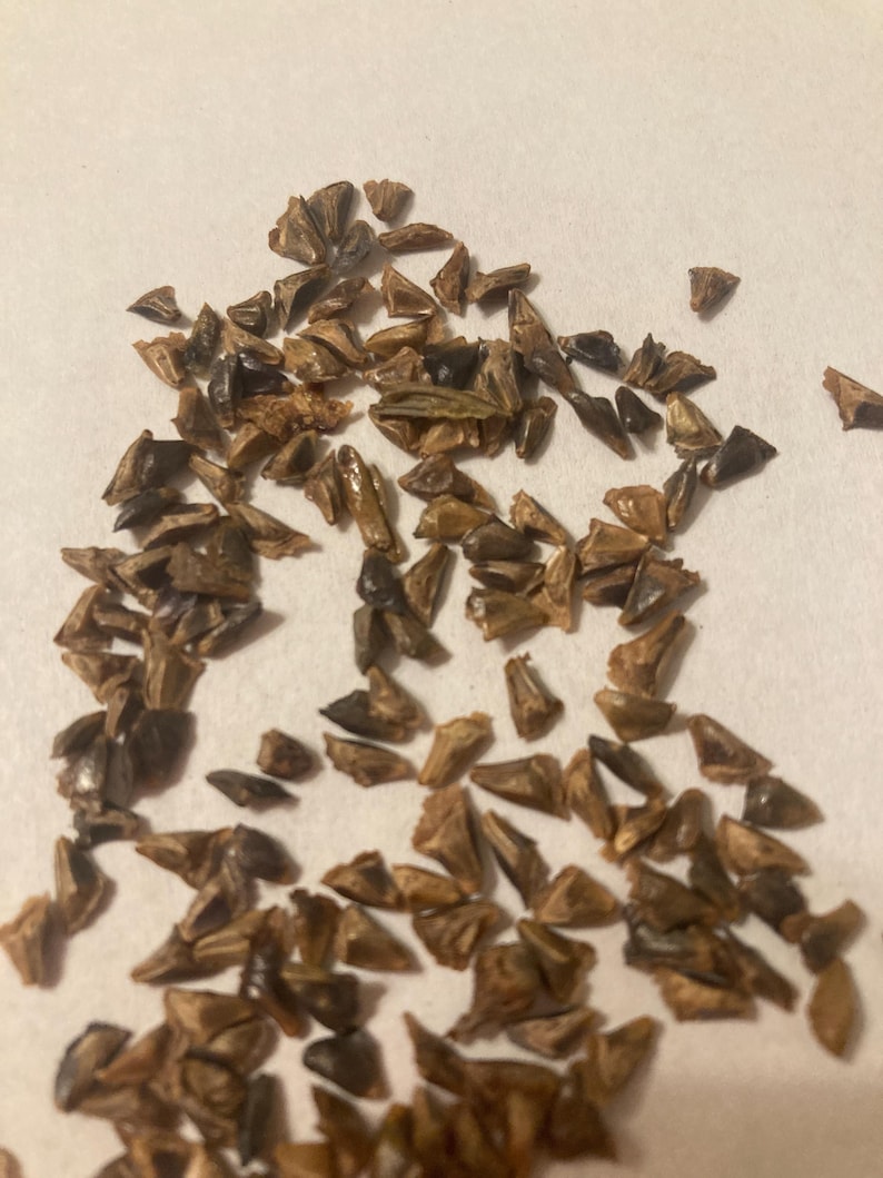Canaan Fir Tree Seeds (ABIES BALSAMEA PHANEROLEPIS) (bracted Balsam Fir ...