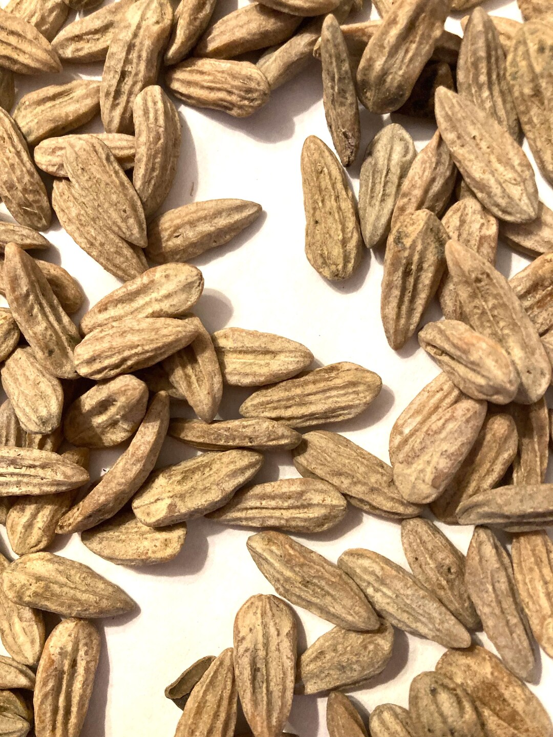 Water Tupelo Tree Seeds (nysaa Aquatica) - Etsy
