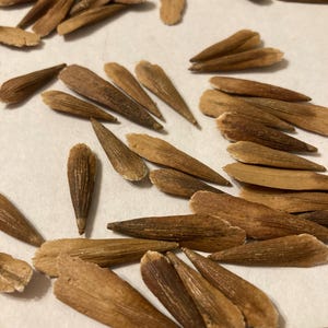 Pumpkin Ash Tree Seeds FRAXINUS PROFUNDA - Etsy