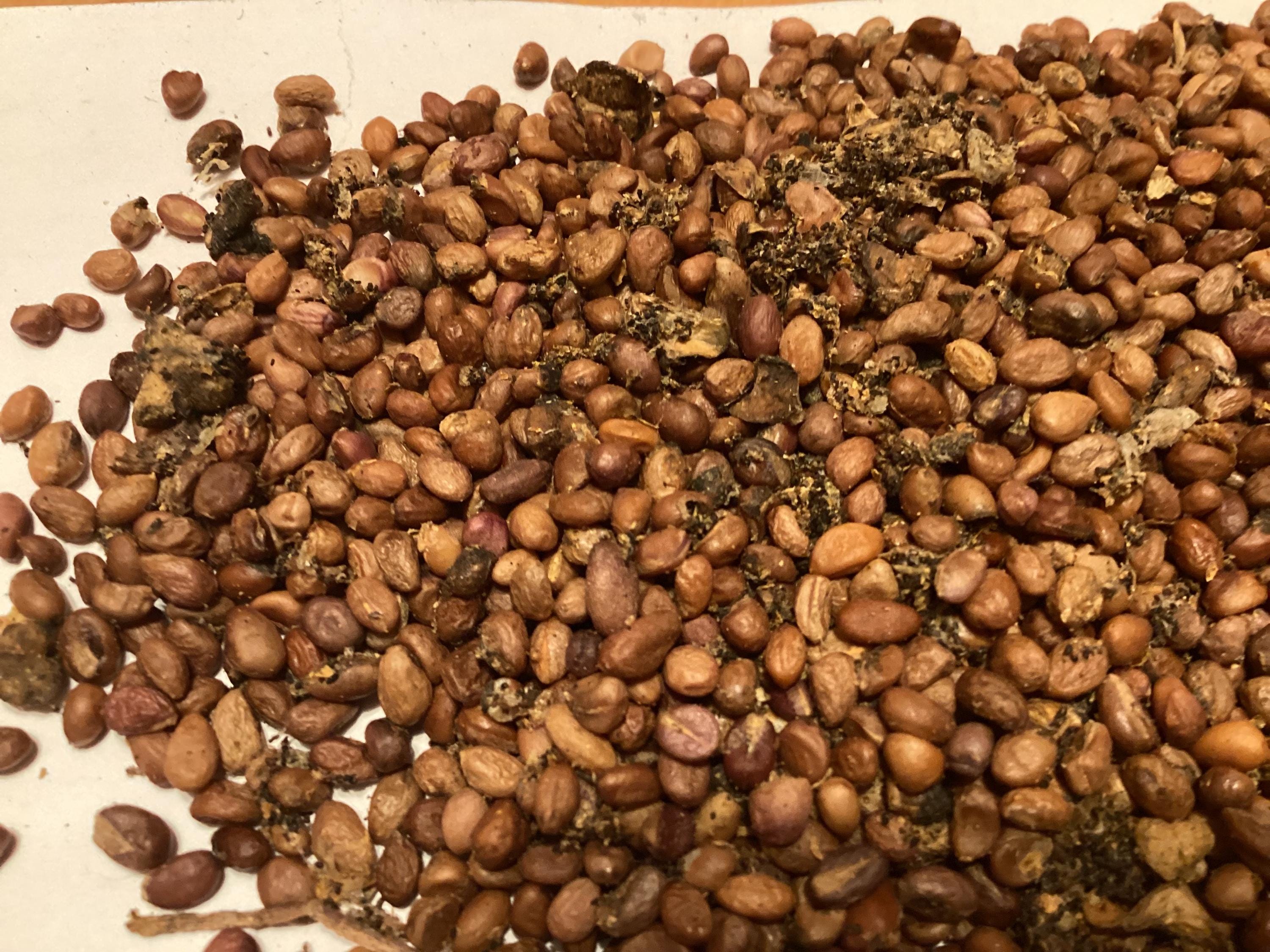 Hamilton's Spindle Tree Tree Seeds (EUONYMUS MAACKII) - Etsy