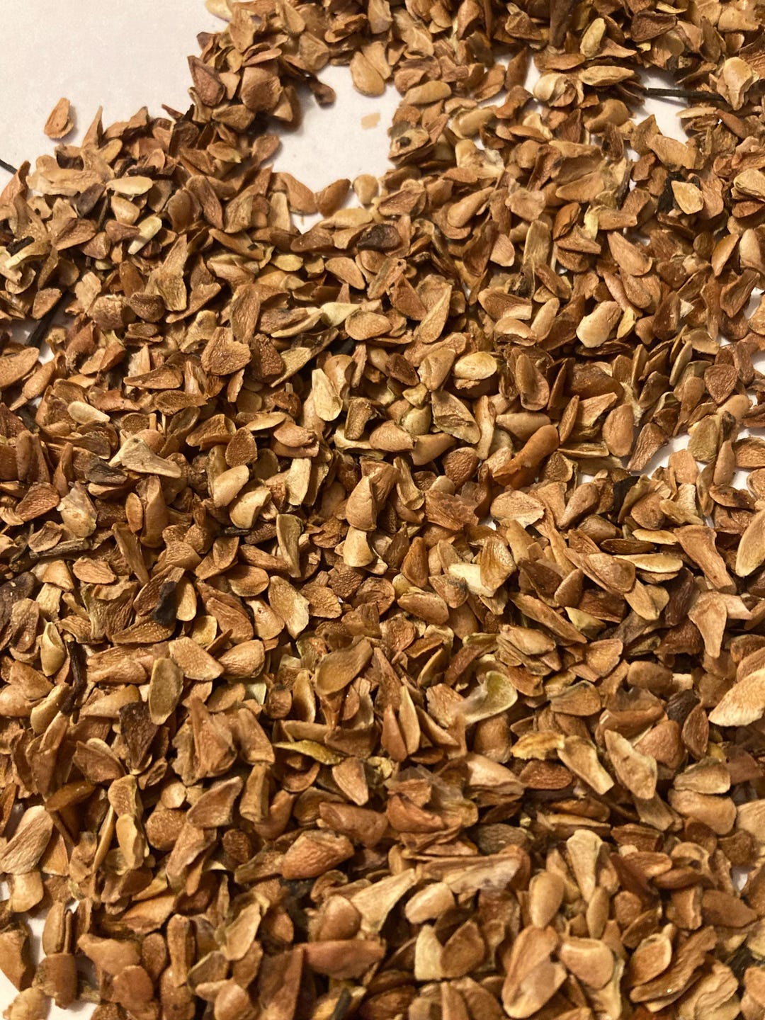 Chinese Cedar Tree Seeds (TOONA SINENSIS) ( Chinese Toon) (red Toon ...