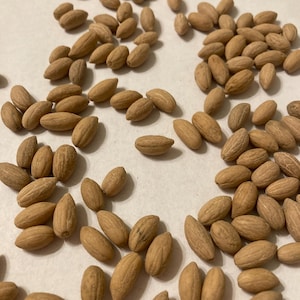 Common Olive Tree Seeds (OLEA EUROPAEA) (european Olive) - Etsy