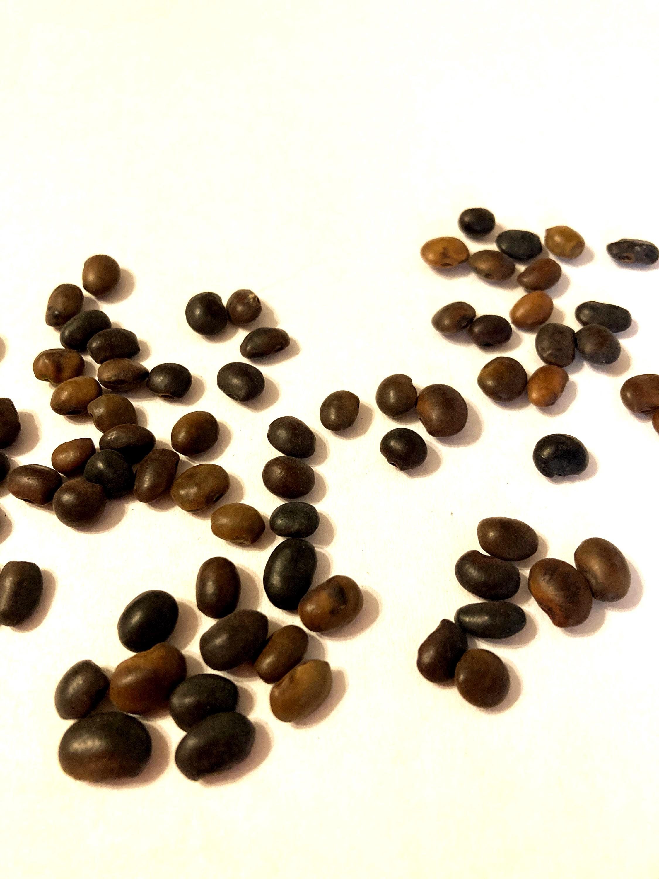 Japanese Pagoda Tree Seeds (SOPHORA JAPONICA) (chinese Scholar Tree) - Etsy