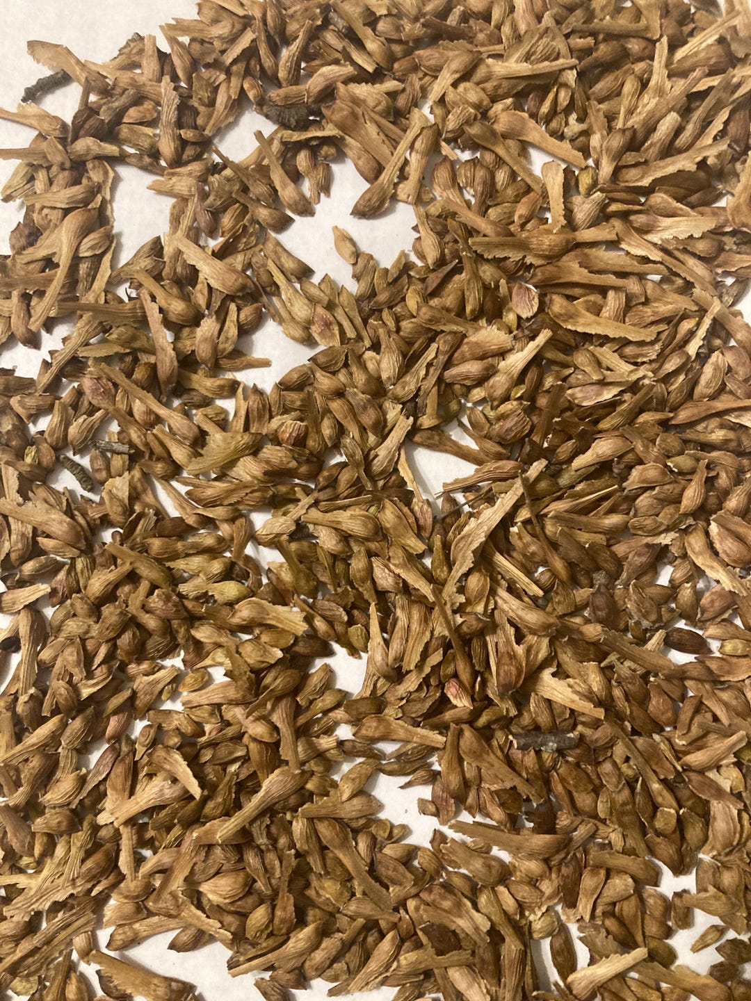 Swamp Maple Tree Seeds (ACER RUBRUM Northern De-winged) (red Maple ...