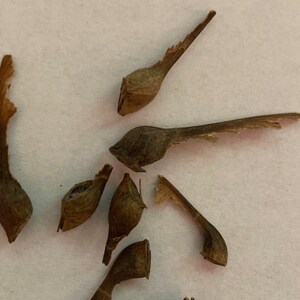 Balkan Maple Tree Seeds (acer Hyrcanum) - Etsy