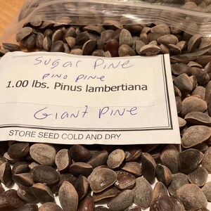 Giant Pine Tree Seeds (PINUS LAMBERTIANA) (sugar Pine) - Etsy