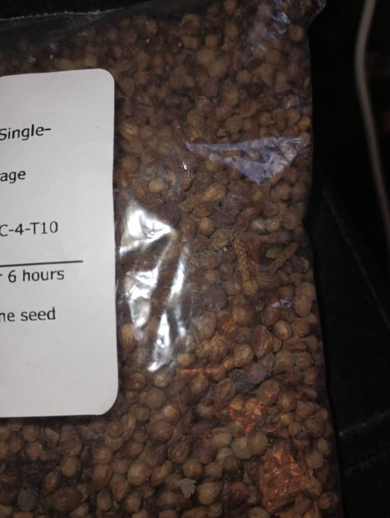 Oneseed Juniper Tree Seeds juniperus Monosperma cherrystone - Etsy