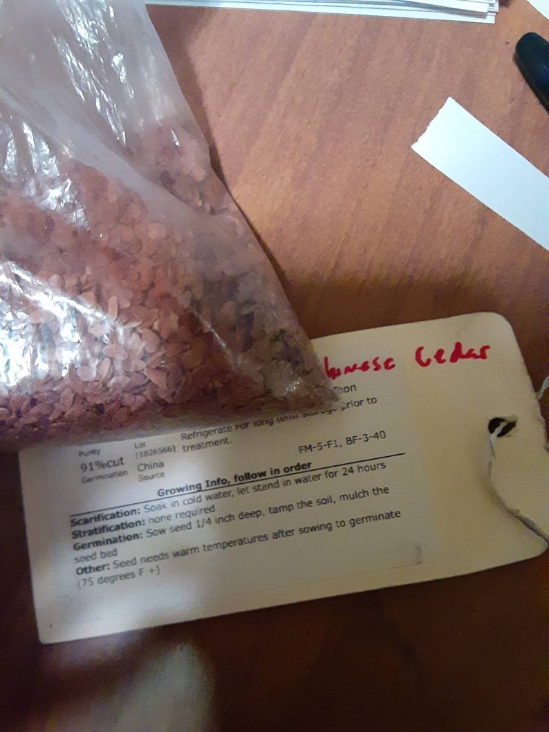 Red Toon Tree Seeds toona Sinensis chinese Mahogany - Etsy