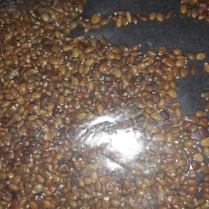 Scotch Broom Shrub Seeds (CYTISUS SCOPARIUS) - Etsy