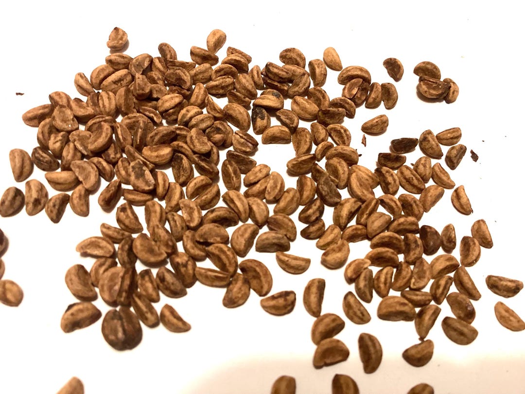 Green Hawthorn Tree Seeds (CRATAEGUS VIRIDIS) - Etsy