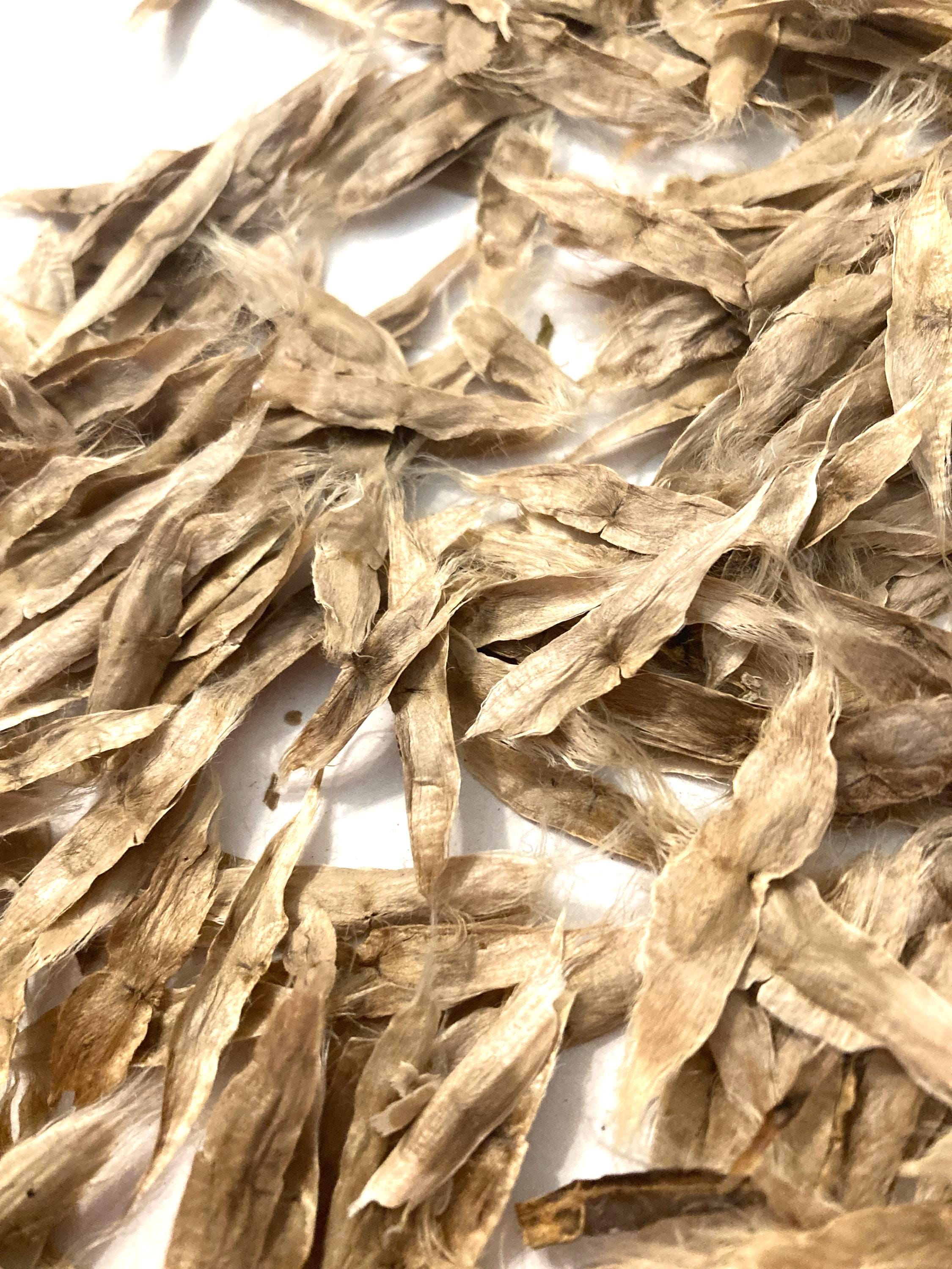 Cigar Tree Seeds (CATALPA BIGNONIOIDES) (southern Catalpa) - Etsy