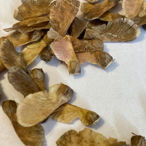 Kihachijo Japanese Maple Tree Seeds (ACER PALMATUM 'kihachijo') - Etsy