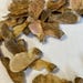 Kihachijo Japanese Maple Tree Seeds (ACER PALMATUM 'kihachijo') - Etsy