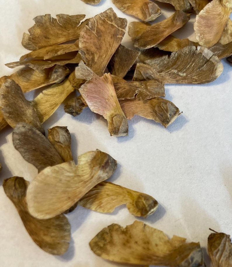 Kihachijo Japanese Maple Tree Seeds (ACER PALMATUM 'kihachijo') - Etsy