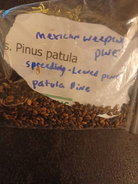 5 Seeds of Mexican Pine Pinus patula Floral & Garden Crafts Craft ...
