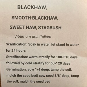 Blackhaw Tree Seeds (VIBURNUM PRUNIFOLIUM) (smooth Blackhaw, Sweet Haw ...