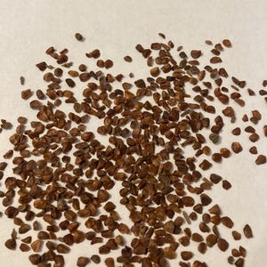 Funeral Cypress Tree Seeds (cupressus Funebris) - Etsy