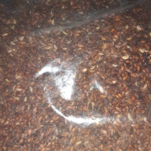 Rowan Tree Seeds SORBUS AUCUPARIA european Mountain Ash - Etsy