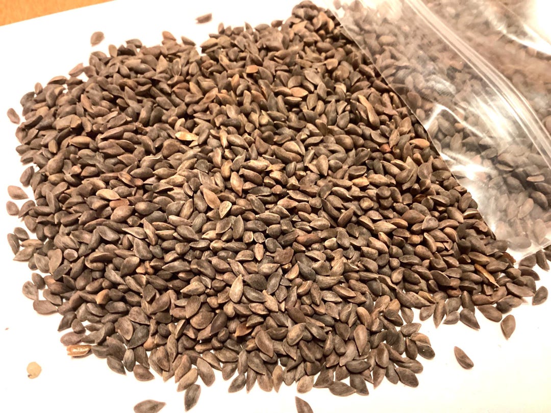 Blue Spruce Tree Seeds (PICEA PUNGENS GLAUCA) - Etsy